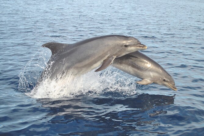 NEW Lagos-Watching Dolphins and Benagil Cave With Biologists - Highlights of the Experience