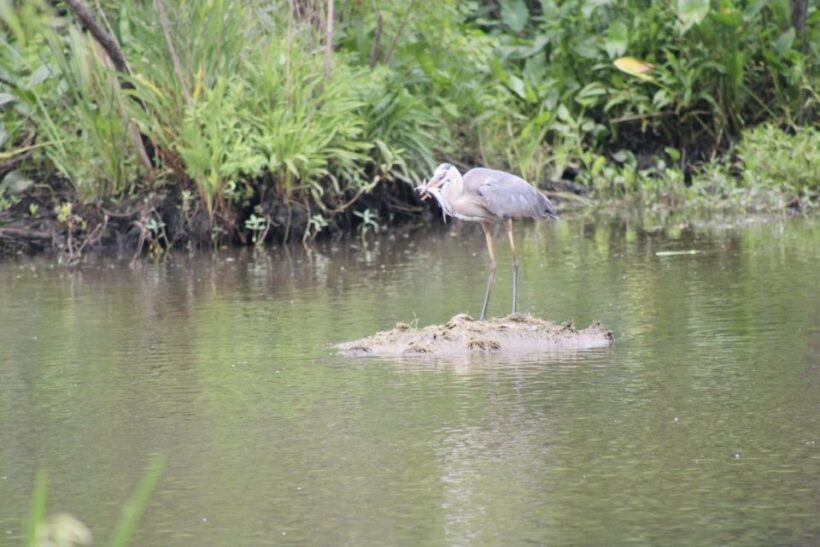 New Orleans: 10 Passenger Airboat Swamp Tour - An In-Depth Look at the New Orleans Airboat Swamp Tour