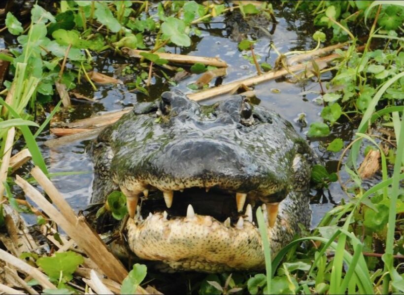 New Orleans: 10 Passenger Airboat Swamp Tour - FAQ