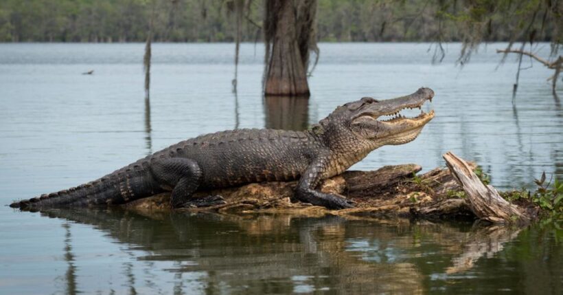 New Orleans: 16 Passenger Airboat Swamp Tour - The Experience and Group Dynamic