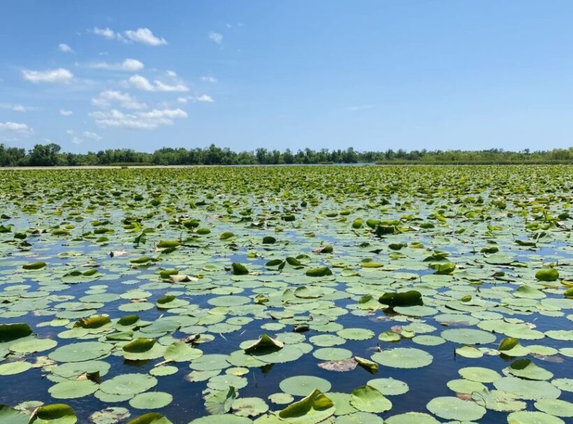 New Orleans: 16 Passenger Airboat Swamp Tour - Authenticity and Reviews