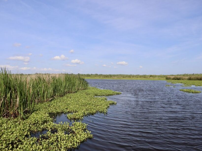 New Orleans: 16 Passenger Airboat Swamp Tour - Who Might Not Find It Ideal?