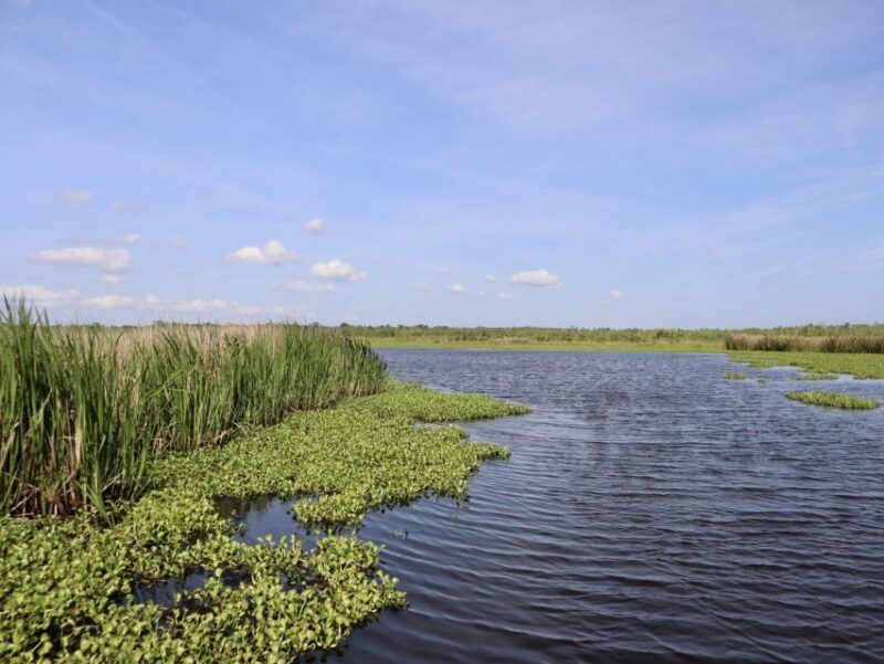 New Orleans: 16 Passenger Airboat Swamp Tour - The Reviews Tell the Story