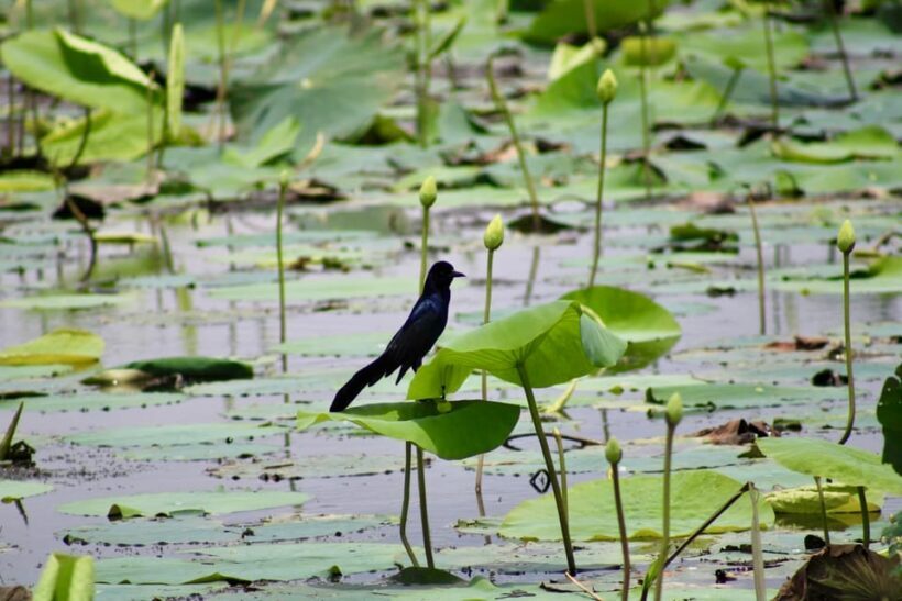 New Orleans: 6 Passenger Premium Airboat Swamp Tour - Pricing and Overall Value