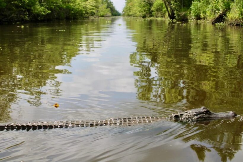 New Orleans: 6 Passenger Premium Airboat Swamp Tour - Who Would Enjoy This Tour?
