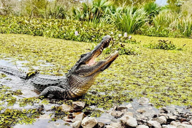 New Orleans: Airboat Swamp Adventure with Transportation - The Guided Commentary: A Highlight for Many