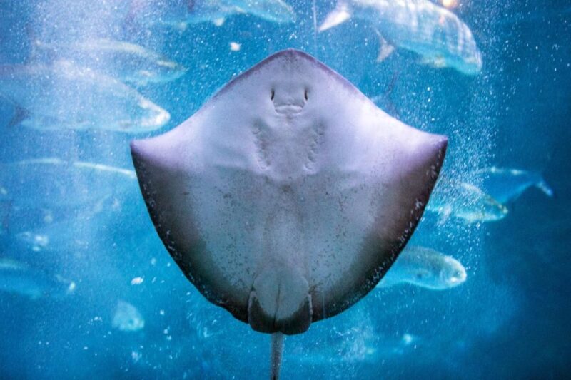 New Orleans: Audubon Aquarium & Insectarium Ticket - Key Points