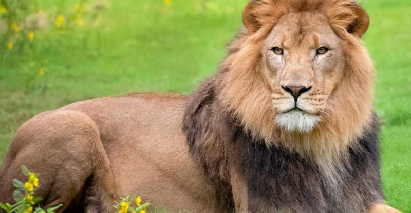 New Orleans: Audubon Zoo Ticket and Combination Option - An In-Depth Look at the Audubon Zoo Experience