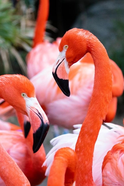 New Orleans: Audubon Zoo Ticket and Combination Option - Authentic Traveler Insights