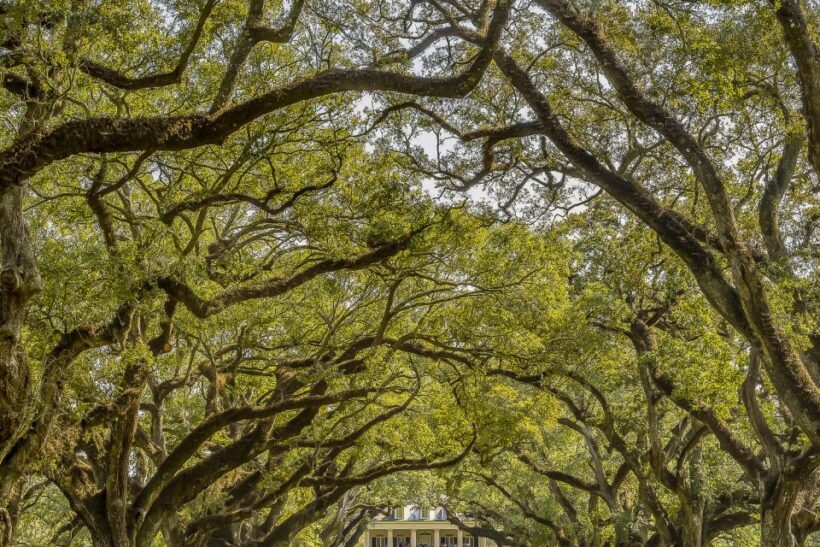 New Orleans: Bayou Swamp Tour and Oak Alley Plantation Tour - Key Points