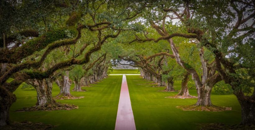 New Orleans: Bayou Swamp Tour and Oak Alley Plantation Tour - Final Thoughts: Who Should Consider This Tour?