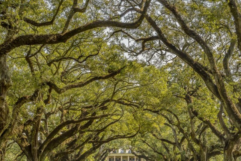 New Orleans: Bayou Swamp Tour and Oak Alley Plantation Tour - Final Thoughts: Is This Tour Right for You?