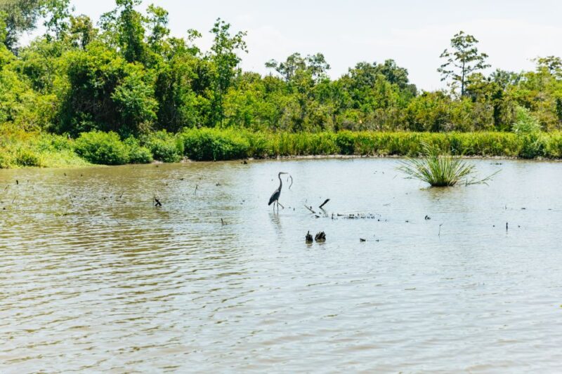 New Orleans: Bayou Tour in Jean Lafitte National Park - Who Will Love This Tour?