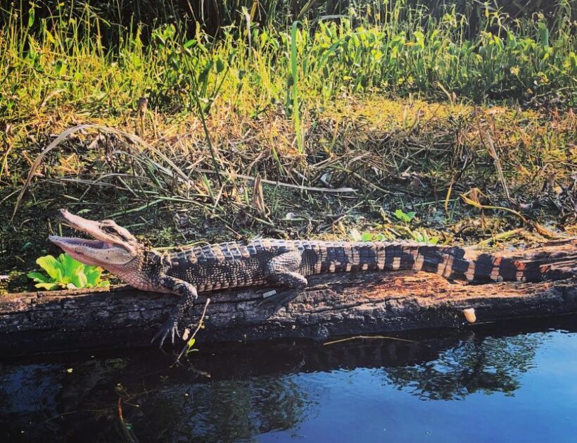 New Orleans: BYOB Tiki Boat Bayou Party and Wildlife Tour - An Authentic Look at the Bayou Party and Wildlife Tour