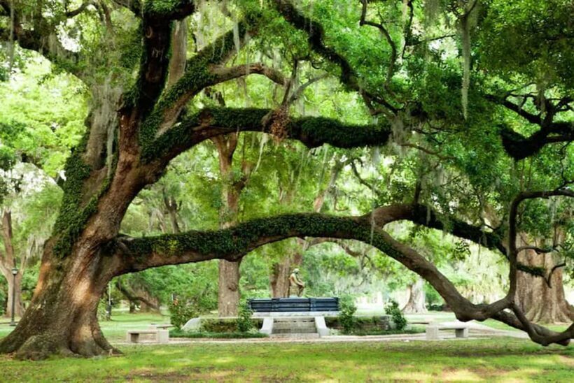 New Orleans: City & Cemetery Tour + Garden District Stroll - The Sum Up: Who Will Love This Tour?
