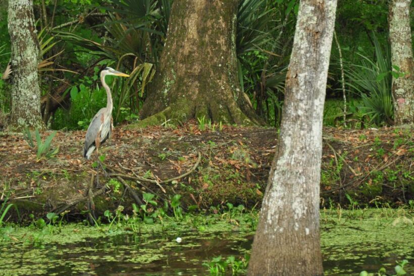 New Orleans: Destrehan Plantation & Airboat Combo Tour - Exploring Louisiana’s Historic and Natural Treasures: Destrehan Plantation & Airboat Combo Tour