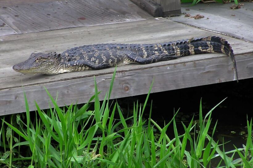 New Orleans: Destrehan Plantation & Airboat Combo Tour - Key Points