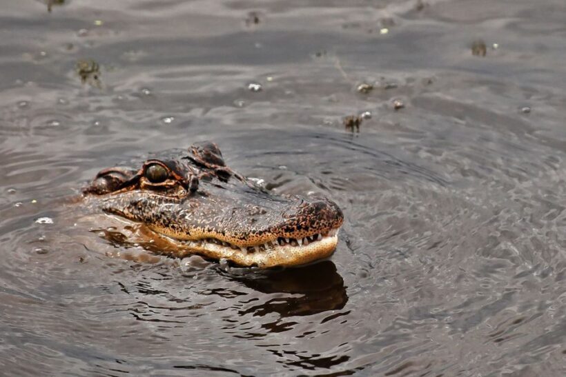 New Orleans: Destrehan Plantation & Airboat Combo Tour - Who Will Love This Tour?