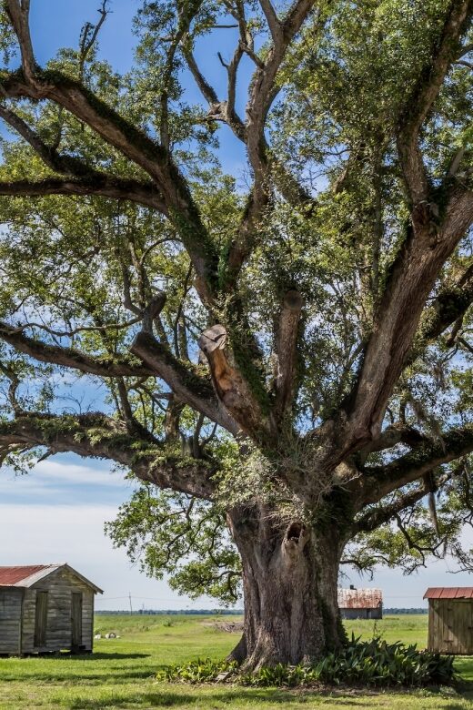 New Orleans: Felicity Plantation Guided Tour - FAQs