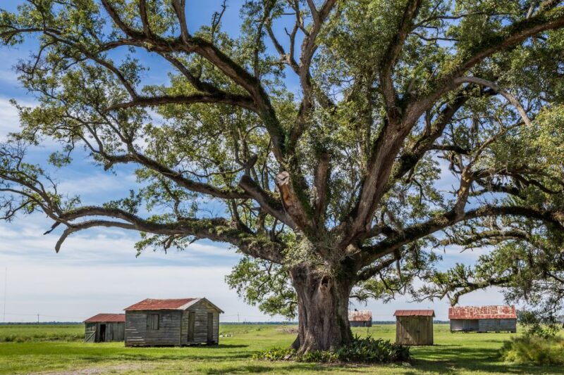 New Orleans: Felicity Plantation Guided Tour - Introduction