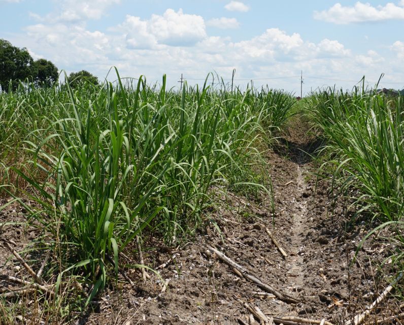 New Orleans: Felicity Plantation Guided Tour - Final Thoughts