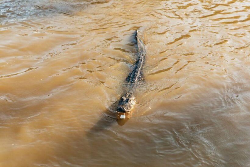 New Orleans: Guided Swamp Cruise by Tour Boat - A Deep Dive into the Swamp Experience