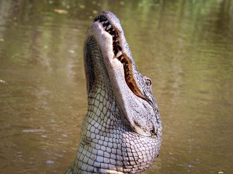 New Orleans: High Speed 16 Passenger Airboat Ride - The Sum Up: Who Will Love This Tour?