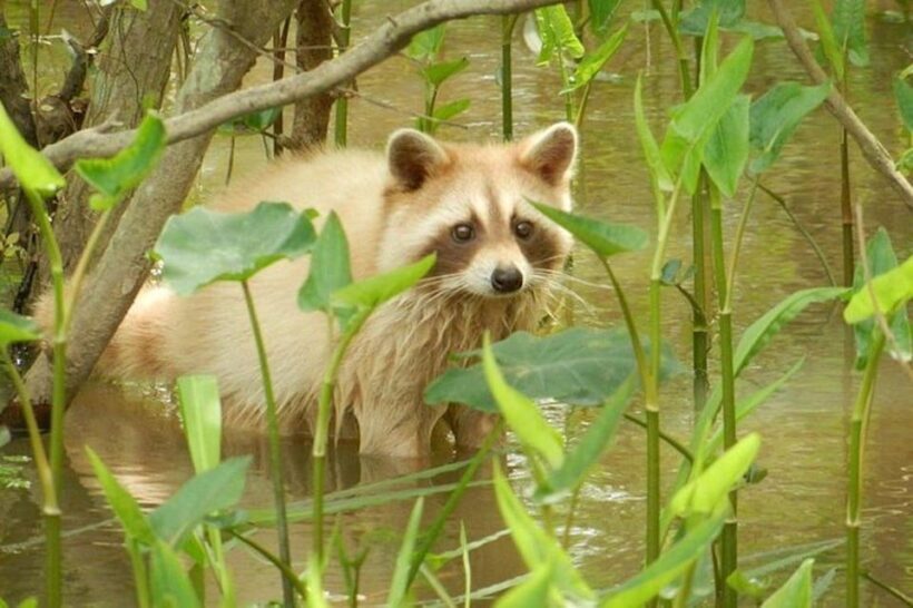 New Orleans: Honey Island Swamp and Bayou Boat Tour - A Closer Look at the Honey Island Swamp Tour Experience