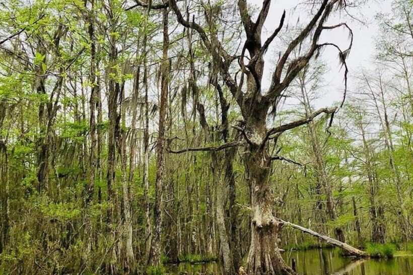 New Orleans: Honey Island Swamp and Bayou Boat Tour - FAQ