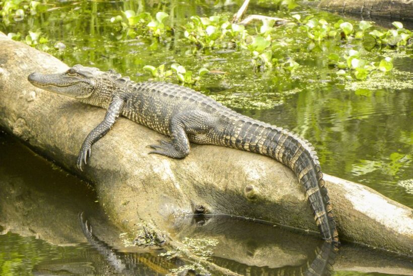 New Orleans Manchac Bayou Swamp Cruise W/ Optional Pick-Up - The Verdict: Is It Worth It?