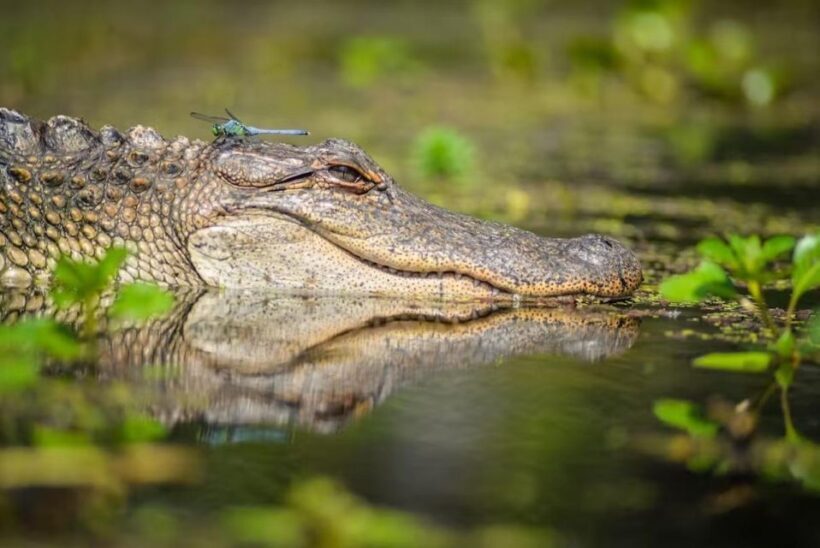 New Orleans: Manchac Magic Kayak Swamp Tour - The Scenic and Educational Highlights