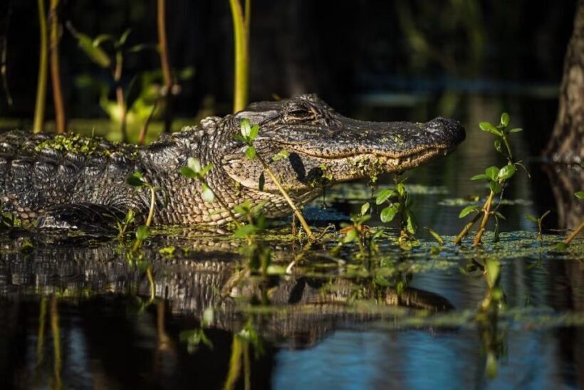 New Orleans: Manchac Magic Kayak Swamp Tour - Practical Considerations