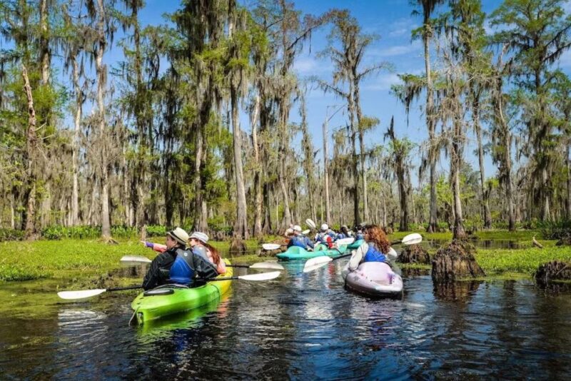 New Orleans: Manchac Magic Kayak Swamp Tour - Discovering the Scenic Beauty of Louisiana’s Swamp