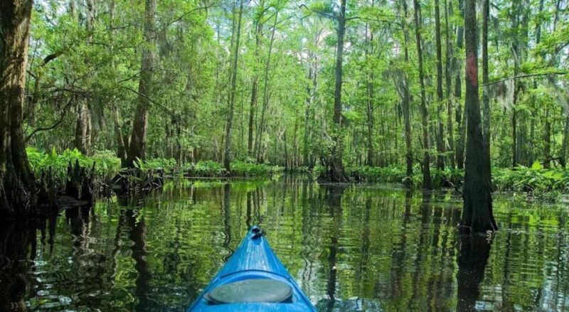 New Orleans: Manchac Magic Kayak Swamp Tour - The Value of the Experience