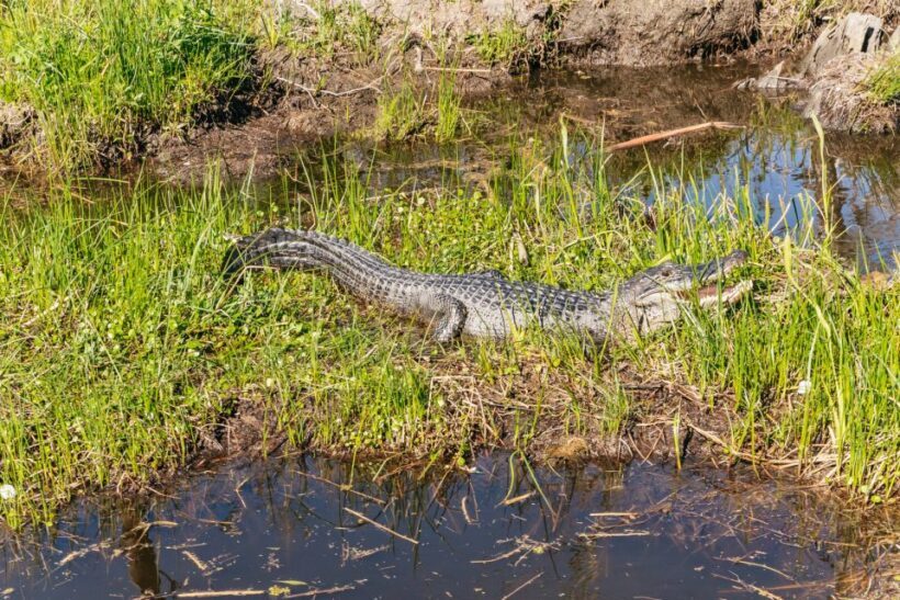 New Orleans: Oak Alley Plantation & Airboat Swamp Combo Tour - The Sum Up