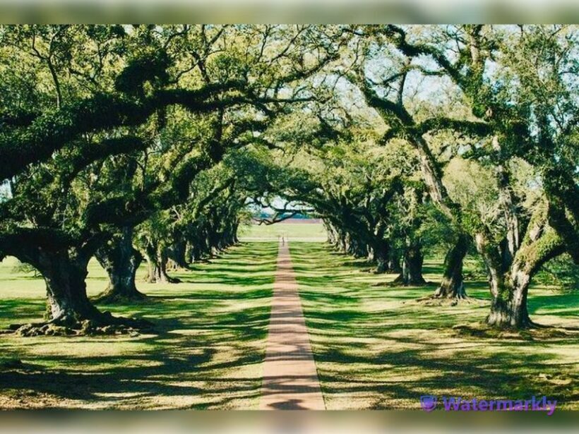 New Orleans: Oak Alley Plantation and Katrina City Tour - Who Should Consider This Tour?