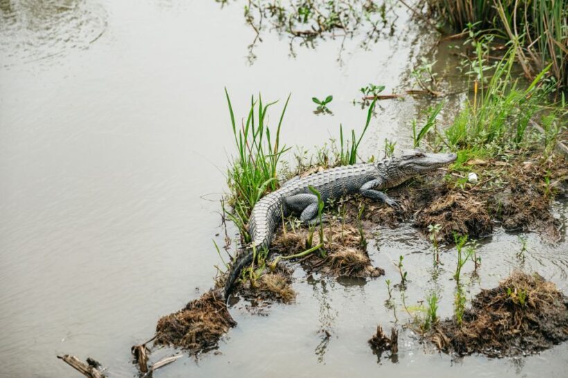 New Orleans: Oak Alley Plantation and Swamp Cruise Day Trip - The Itinerary: A Deep Dive Into What You’ll Experience