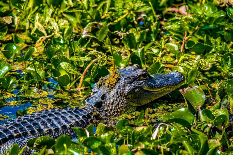 New Orleans: Oak Alley Plantation and Swamp Cruise Day Trip - Practical Tips for Travelers