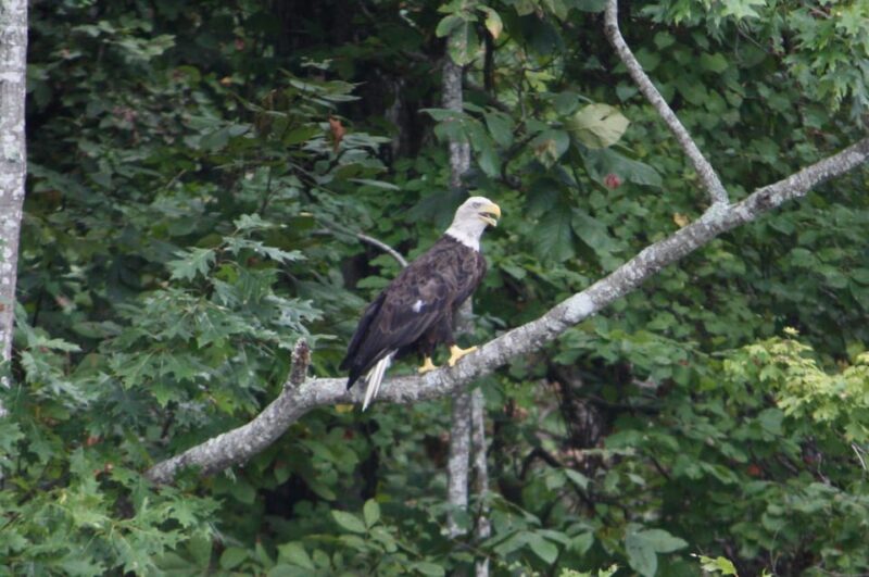 New Orleans: Oak Alley Plantation Half Day Tour - Final Thoughts