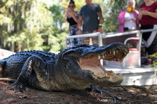 New Orleans Premium Six-Passenger Airboat Adventure - What You Can Expect from This Airboat Adventure