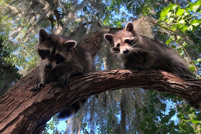 New Orleans Premium Six-Passenger Airboat Adventure - FAQ