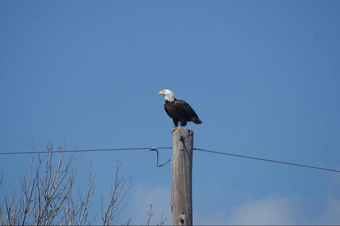 New Orleans Small-Group Airboat Swamp Tour - The Sum Up