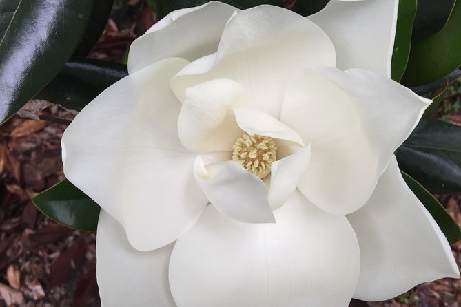 New Orleans Small-Group Garden District Walking Tour - The Sum Up: Is This Tour Right for You?