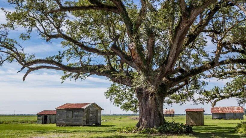 New Orleans: St. Joseph and Felicity Plantation Guided Tour - An In-Depth Look at the Tour Experience