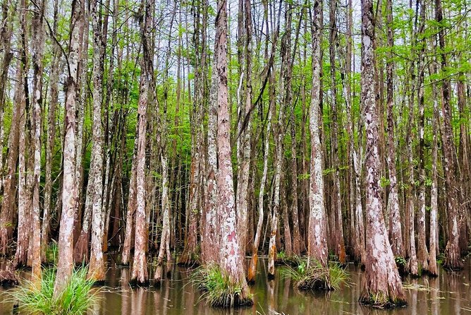 New Orleans Swamp and Bayou Boat Tour with Transportation - FAQ