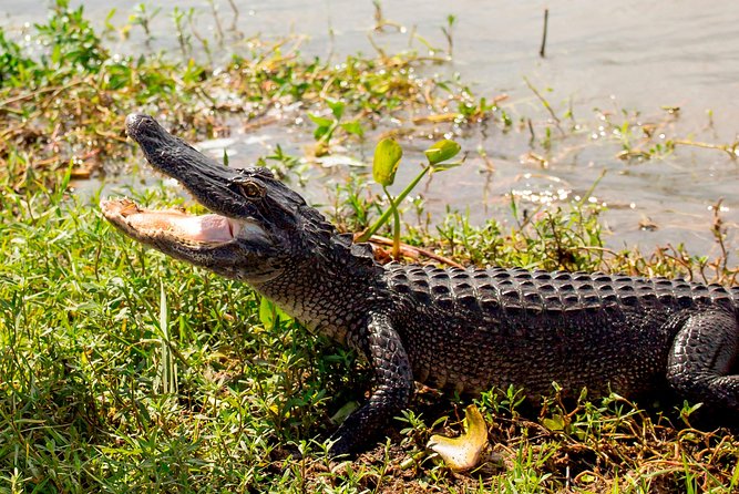 New Orleans Swamp and Bayou Sightseeing Tour with Transportation - What’s Not Included