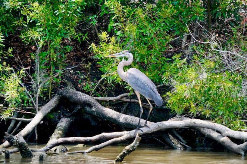 New Orleans: Swamp Boat Ride & Oak Alley Plantation Tour - FAQ