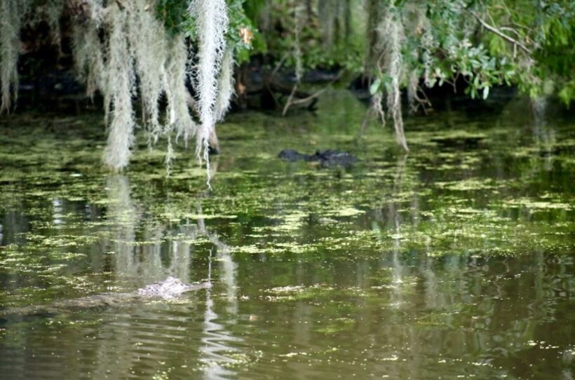 New Orleans: Swamp Tour on Covered Pontoon Boat - Exploring the Louisiana Swamps on a Covered Pontoon Boat