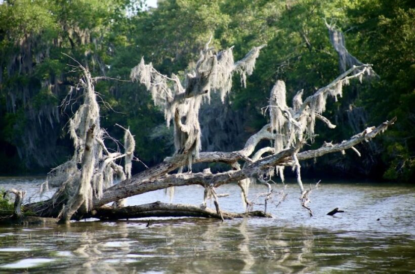 New Orleans: Swamp Tour on Covered Pontoon Boat - Authenticity and Value