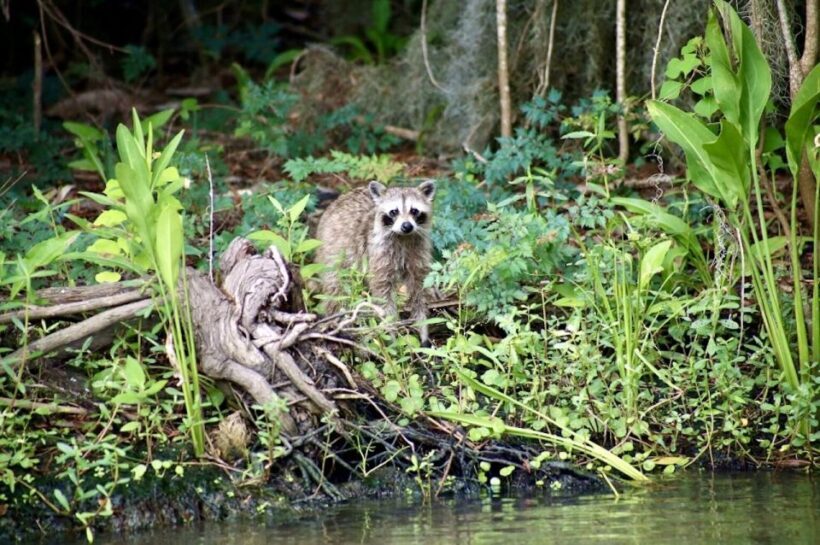 New Orleans: Swamp Tour on Covered Pontoon Boat - Final Thoughts
